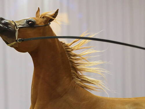 Un concours de pur-sangs arabes transcende les divisions