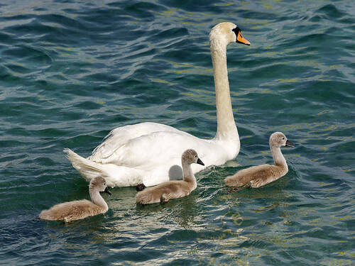 Trois jeunes américains arrêtés pour avoir tué et mangé un cygne