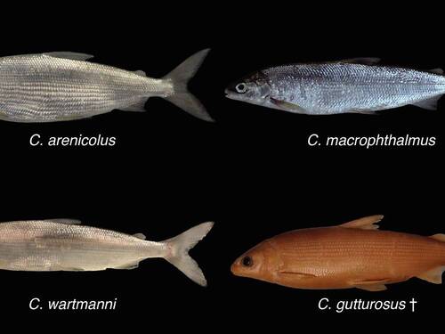 Comment les corégones pourraient retrouver les eaux profondes
