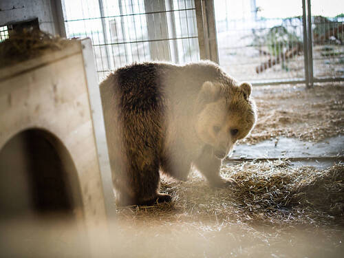 Les ours Sam et Jamila, du zoo de Skopje, sont arrivés à Arosa
