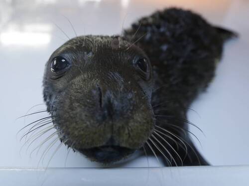 Une campagne pour défendre le phoque moine de Méditerranée