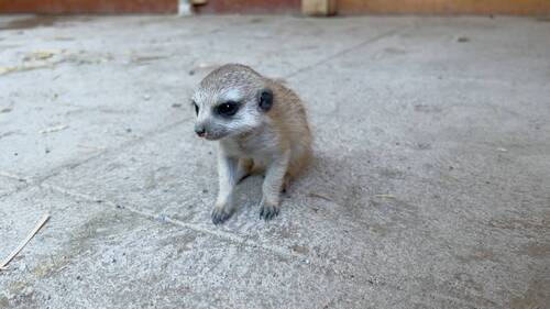 Un suricate est né au Bioparc Genève, une première dans le canton