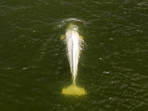 Opération tentée mardi pour sauver le béluga égaré dans la Seine