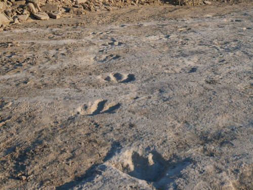 Texas: la sécheresse laisse apparaître des traces de dinosaures