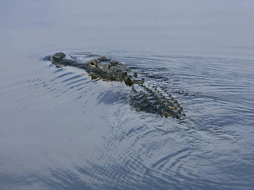 Un alligator retrouvé dans un état « léthargique » à New York