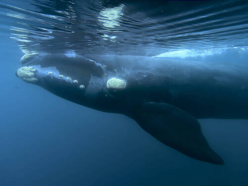 Une centaine de rorquals vus en Antarctique, un spectacle rare
